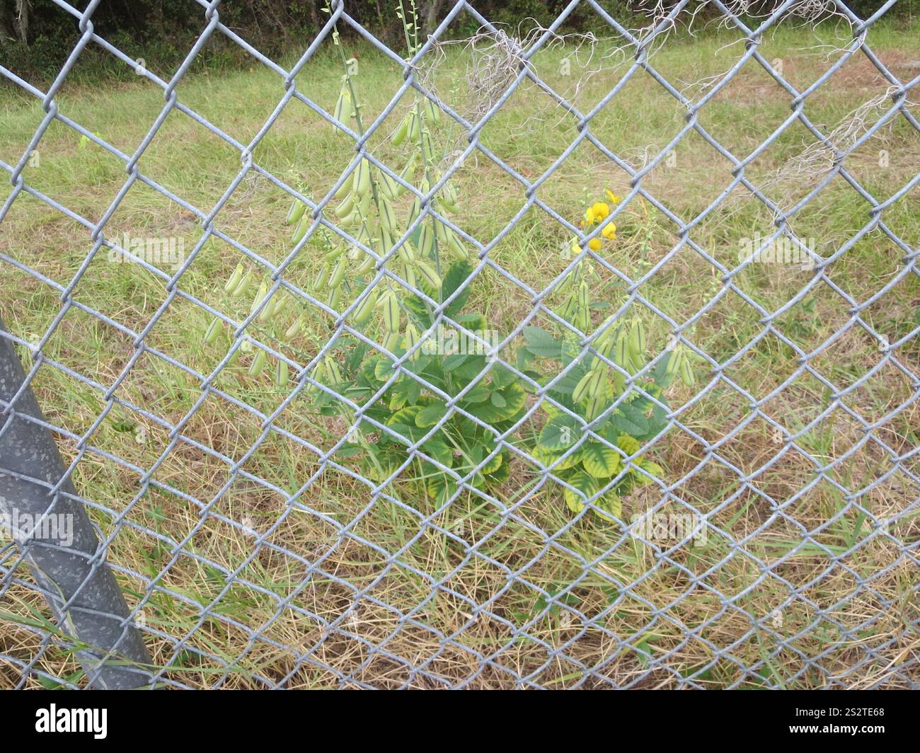 Showy Rattlebox (Crotalaria spectabilis Stock Photo - Alamy