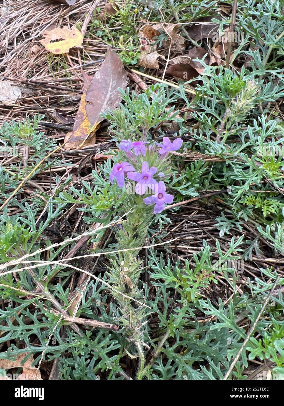 Dakota mock vervain (Glandularia bipinnatifida Stock Photo - Alamy