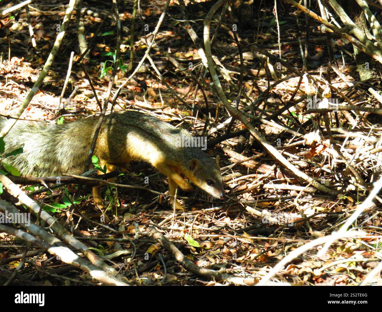 Bokiboky (Mungotictis decemlineata Stock Photo - Alamy