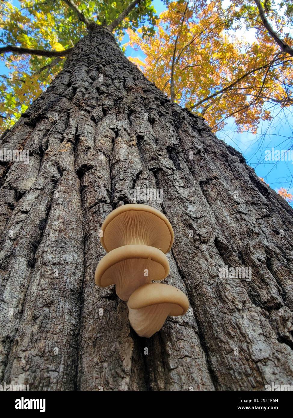 Oyster Mushroom (Pleurotus ostreatus Stock Photo - Alamy