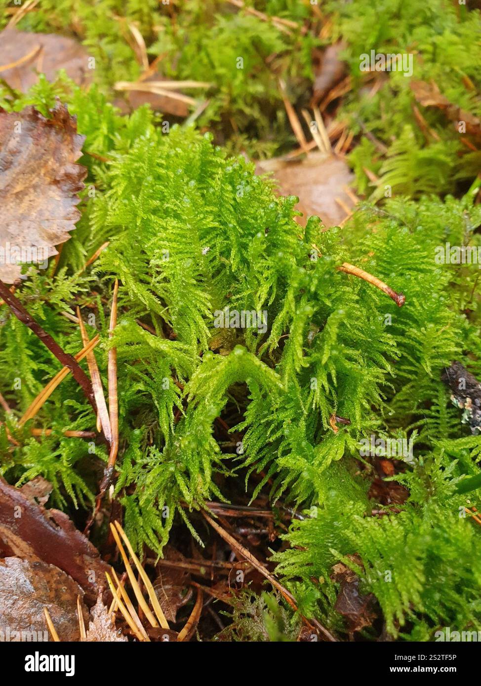 Ostrich-plume Moss (Ptilium crista-castrensis Stock Photo - Alamy