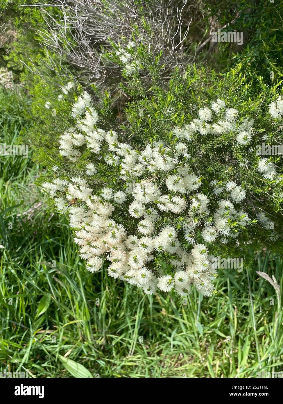 Moonah (Melaleuca lanceolata Stock Photo - Alamy