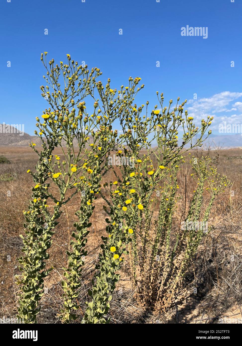 Telegraphweed (Heterotheca grandiflora Stock Photo - Alamy
