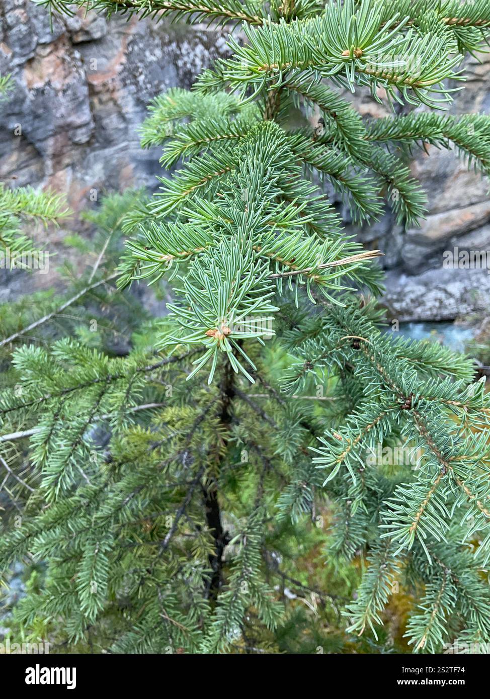 white spruce (Picea glauca Stock Photo - Alamy