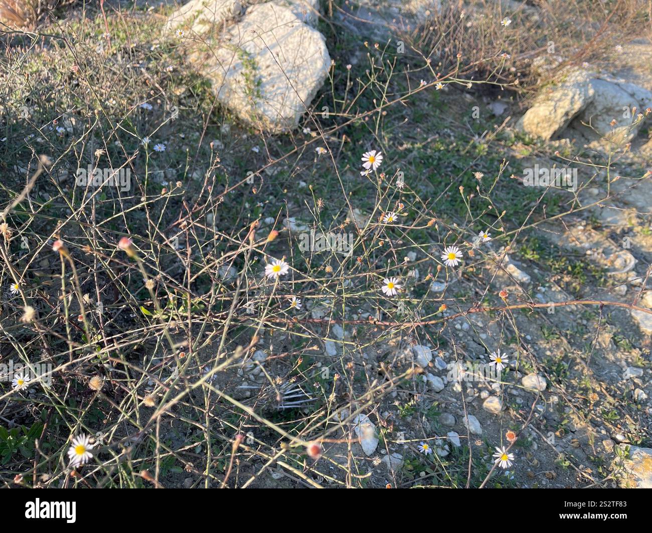 Smallhead Doll's Daisy (Boltonia diffusa Stock Photo - Alamy