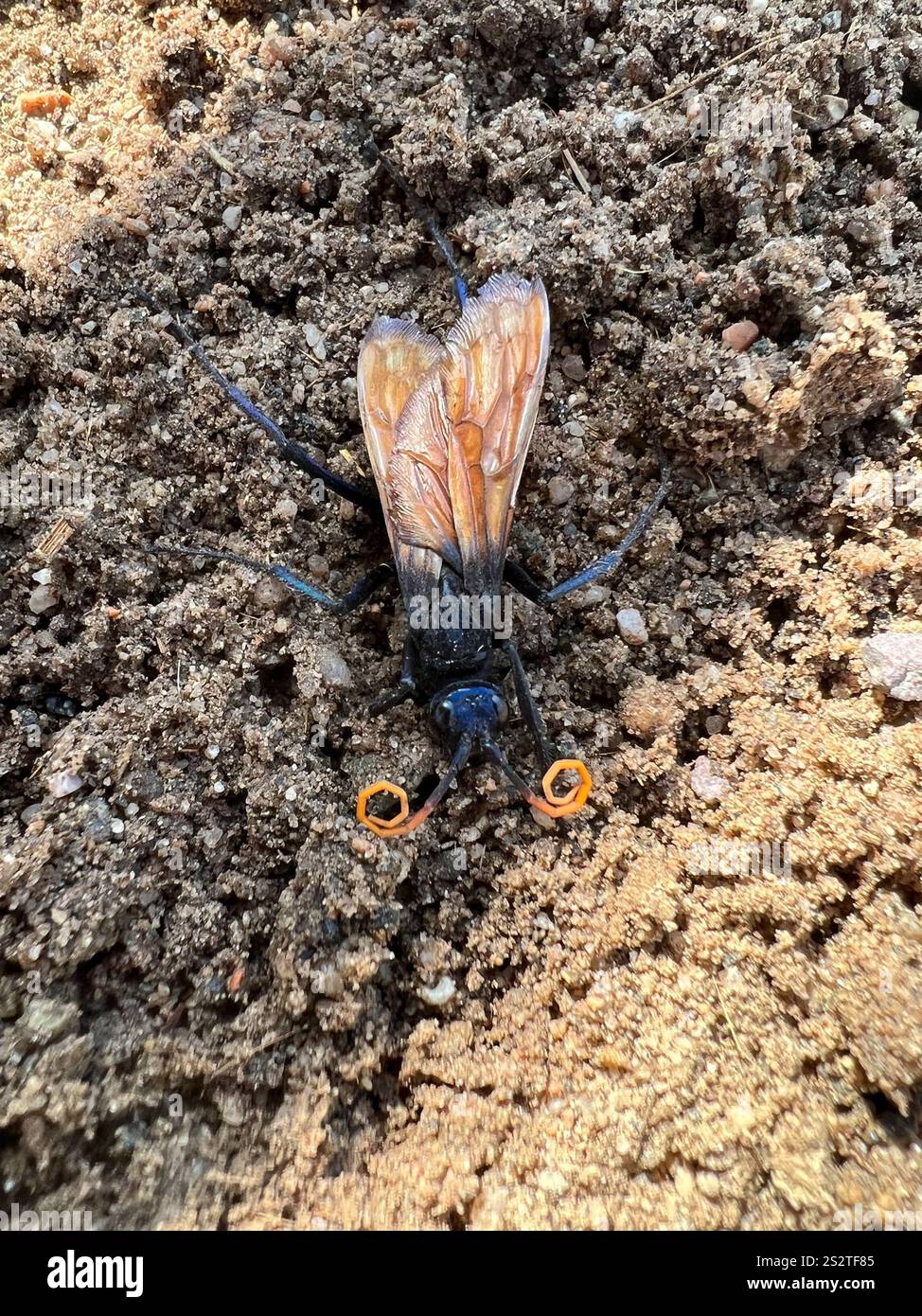 New World Tarantula-hawk Wasps (Pepsis Stock Photo - Alamy