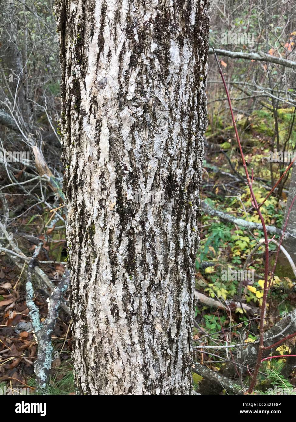 black ash (Fraxinus nigra Stock Photo - Alamy