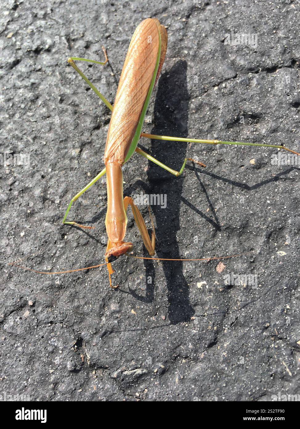 Chinese Mantis (Tenodera sinensis Stock Photo - Alamy