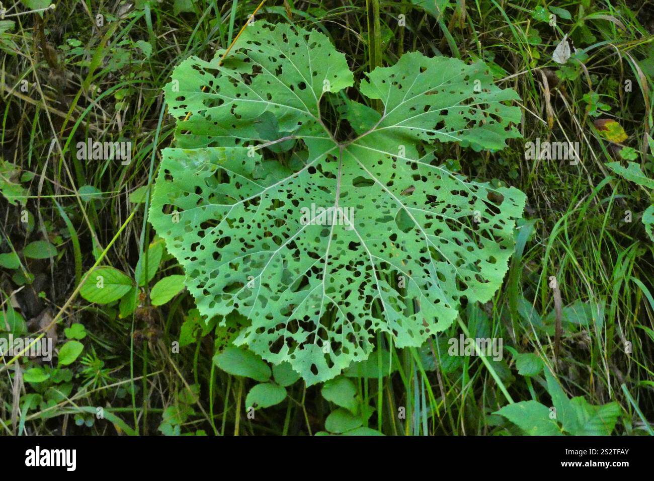Common Butterbur (Petasites hybridus Stock Photo - Alamy