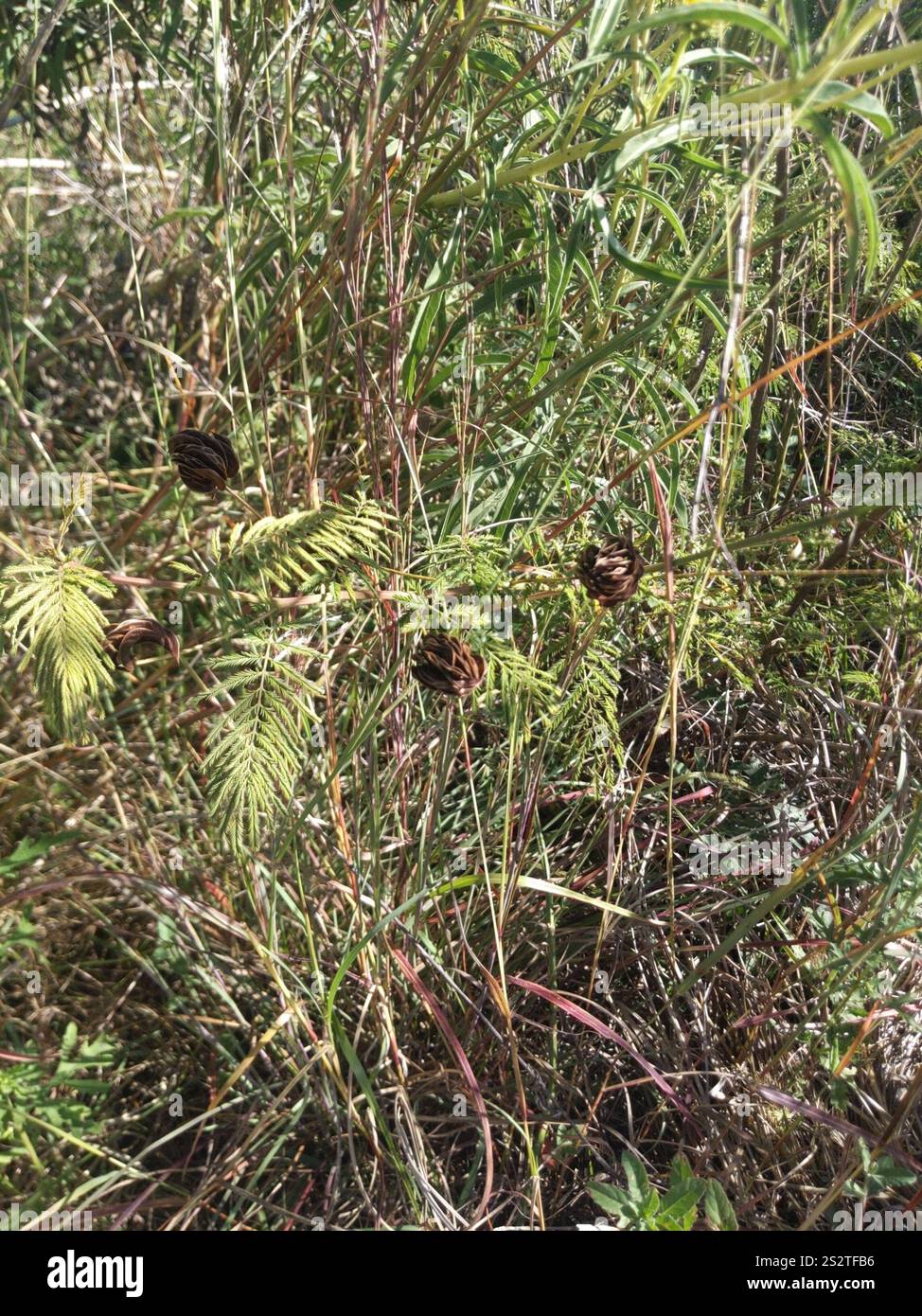 Illinois bundleflower (Desmanthus illinoensis Stock Photo - Alamy