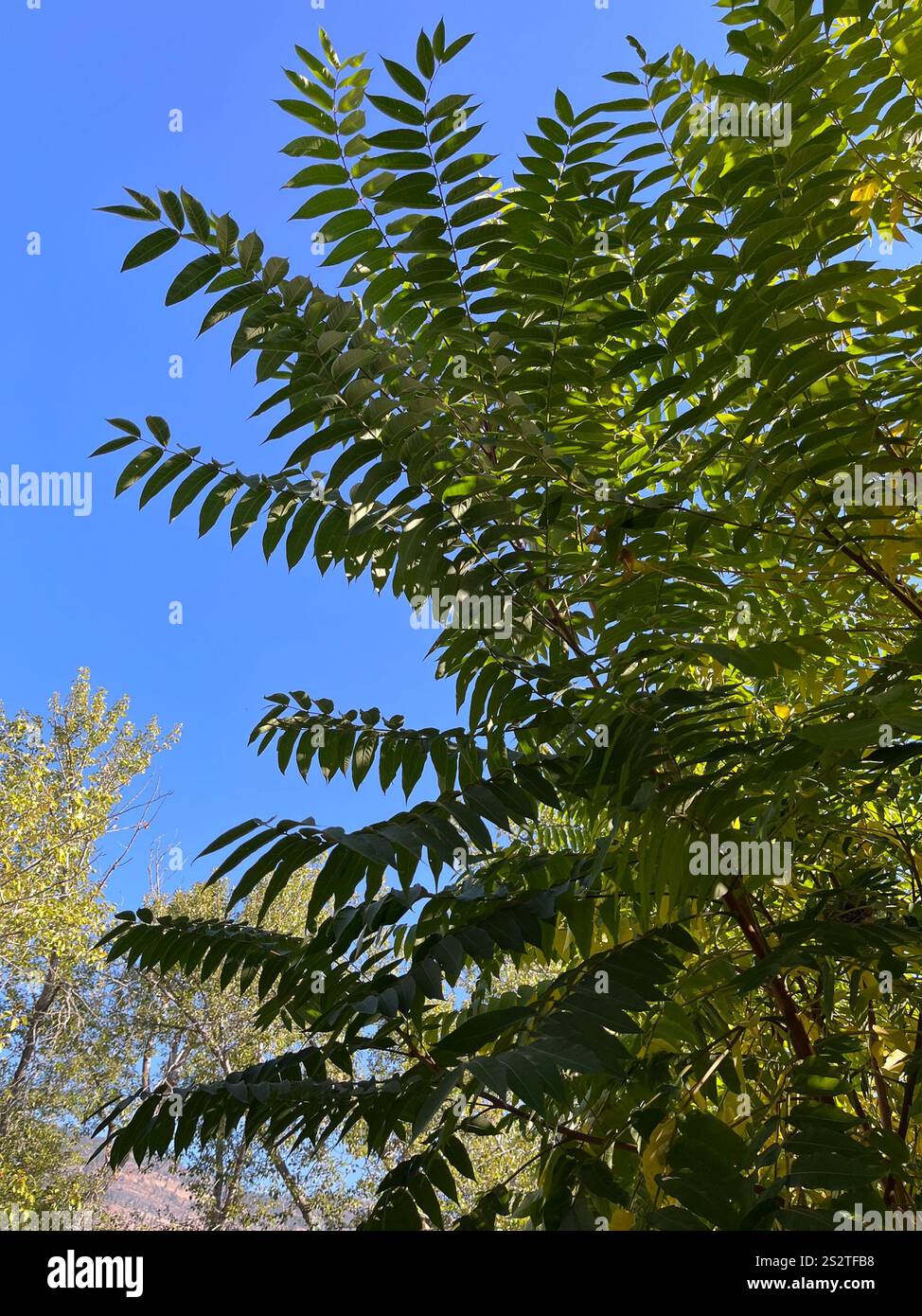 tree-of-heaven (Ailanthus altissima Stock Photo - Alamy