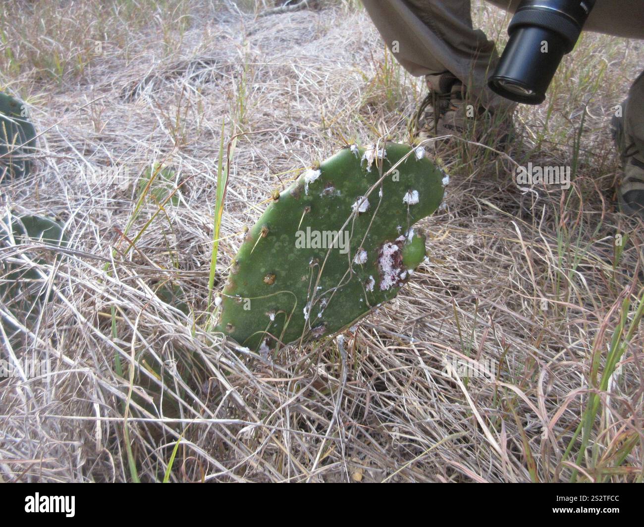 Cochineal Scale Bugs (Dactylopius Stock Photo - Alamy