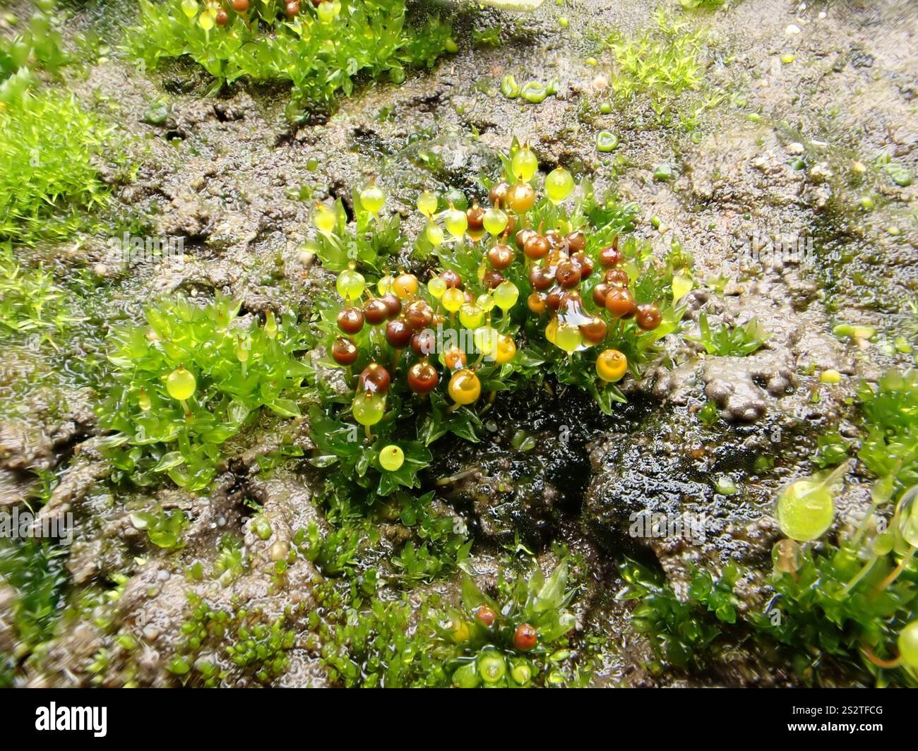 Dwarf Bladder-moss (Physcomitrium sphaericum Stock Photo - Alamy