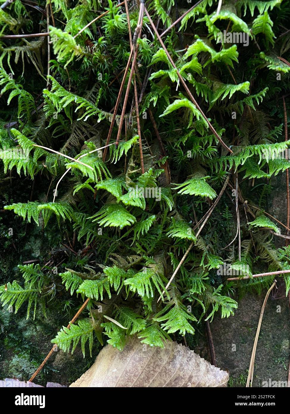 Ostrich-plume Moss (Ptilium crista-castrensis Stock Photo - Alamy