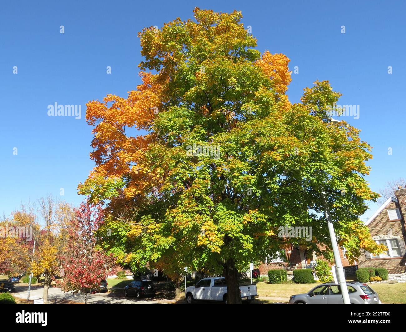 sugar maple (Acer saccharum Stock Photo - Alamy