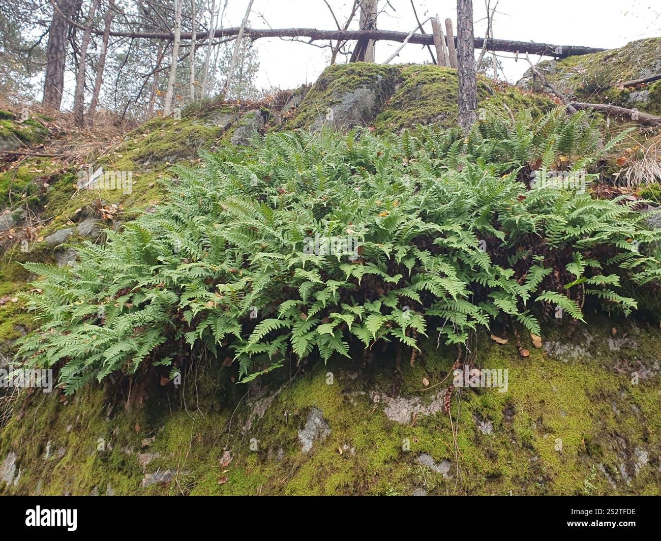 common polypody (Polypodium vulgare Stock Photo - Alamy