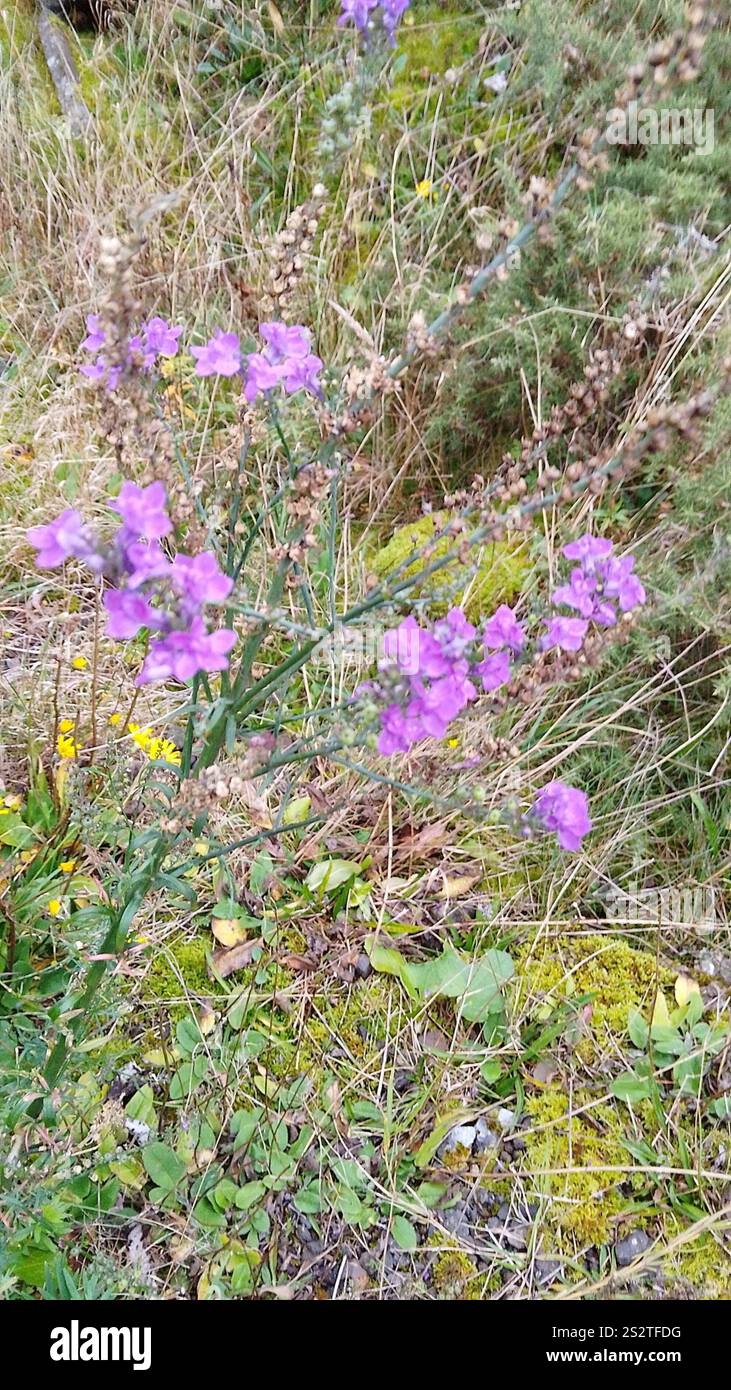 Purple Toadflax (Linaria purpurea Stock Photo - Alamy