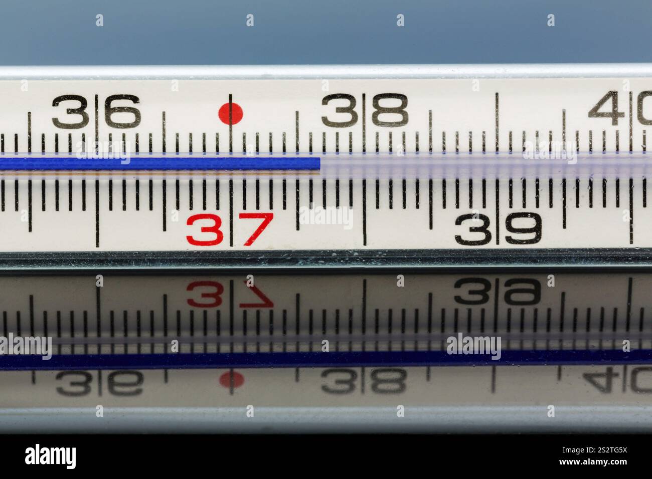 A clinical thermometer is reflected on a glass plate Austria Stock ...