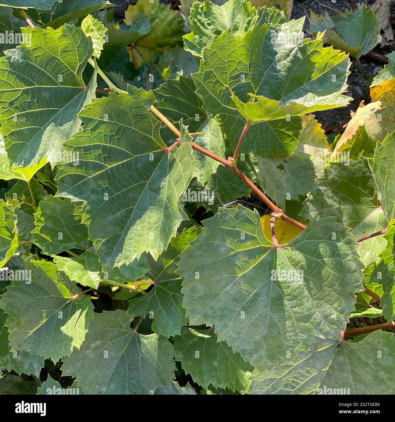 wine grape (Vitis vinifera Stock Photo - Alamy