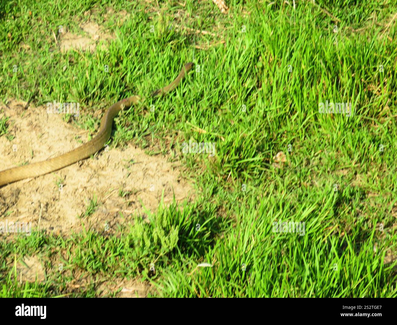 Oriental Rat Snake (Ptyas mucosa Stock Photo - Alamy