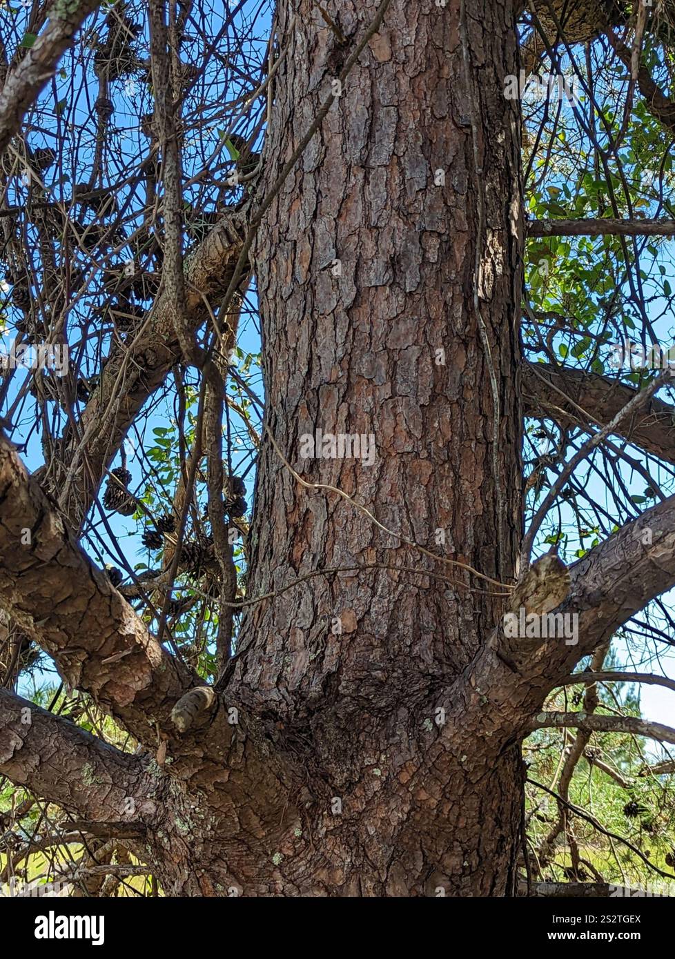sand pine (Pinus clausa Stock Photo - Alamy