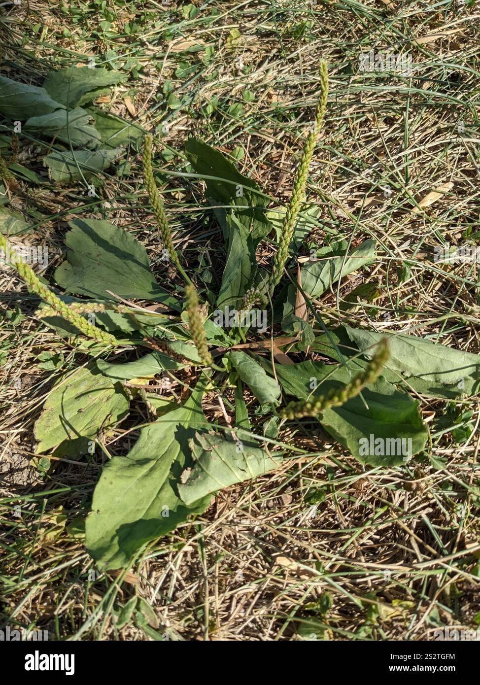 American plantain (Plantago rugelii Stock Photo - Alamy