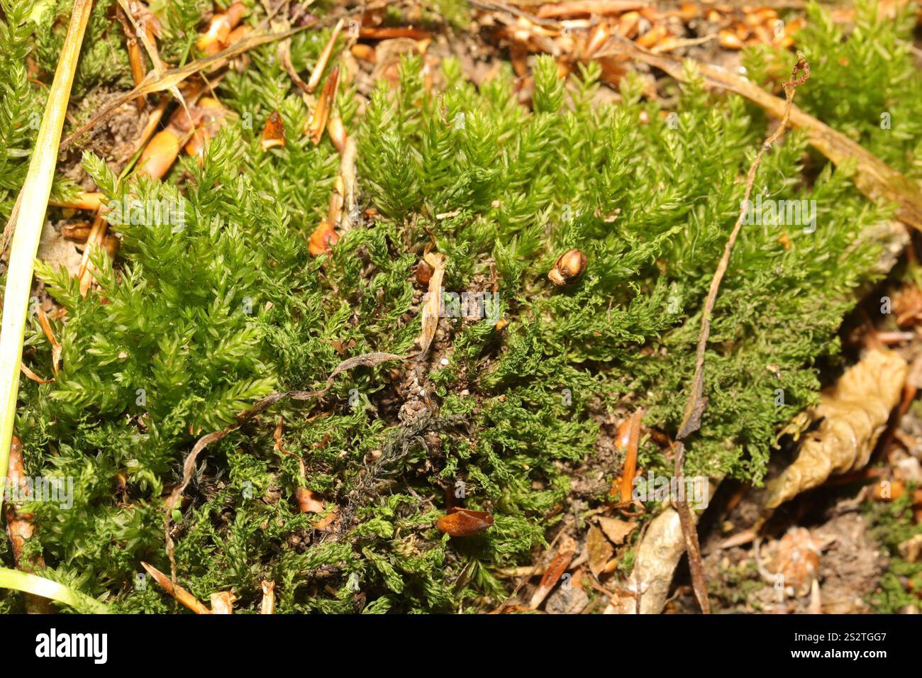 Horn Calcareous Moss (Mnium hornum Stock Photo - Alamy