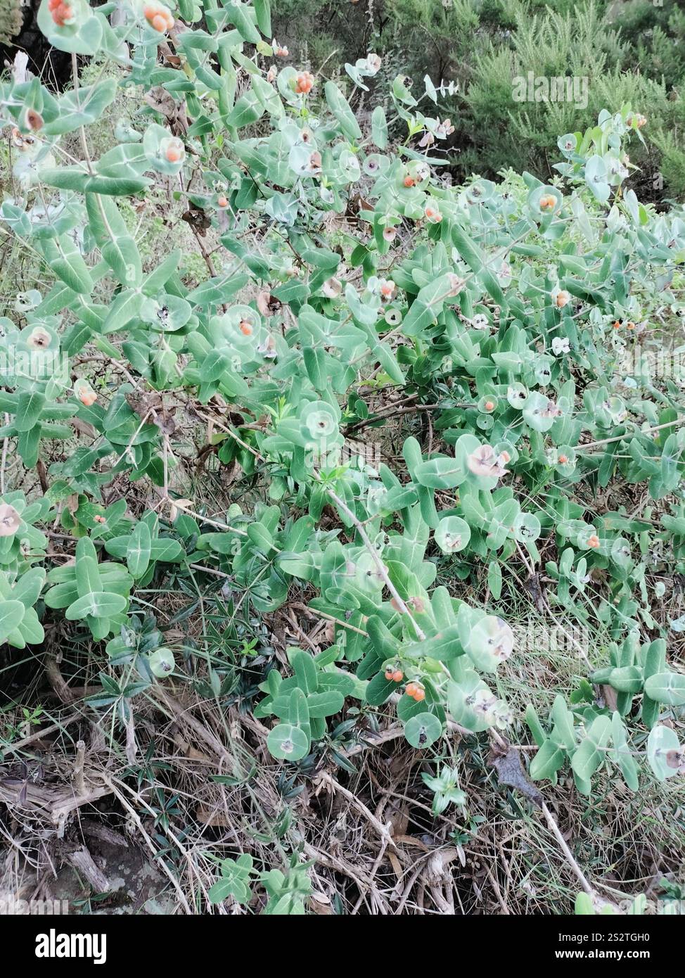 Mediterranean Honeysuckle (Lonicera implexa Stock Photo - Alamy