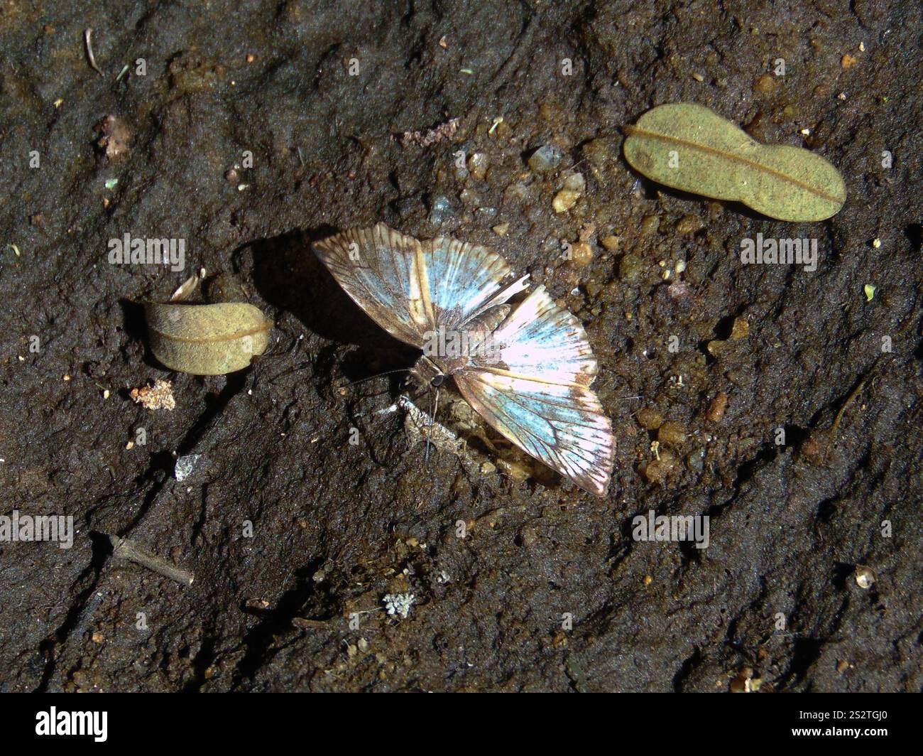 Common Mylon (Mylon maimon Stock Photo - Alamy