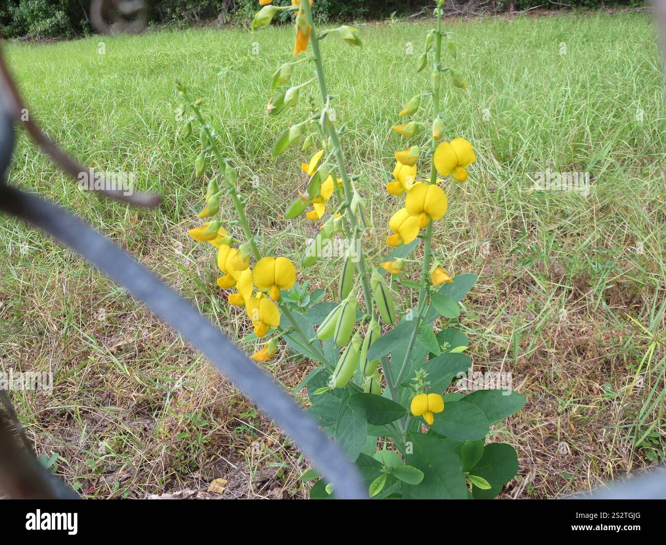 Showy Rattlebox (Crotalaria spectabilis Stock Photo - Alamy