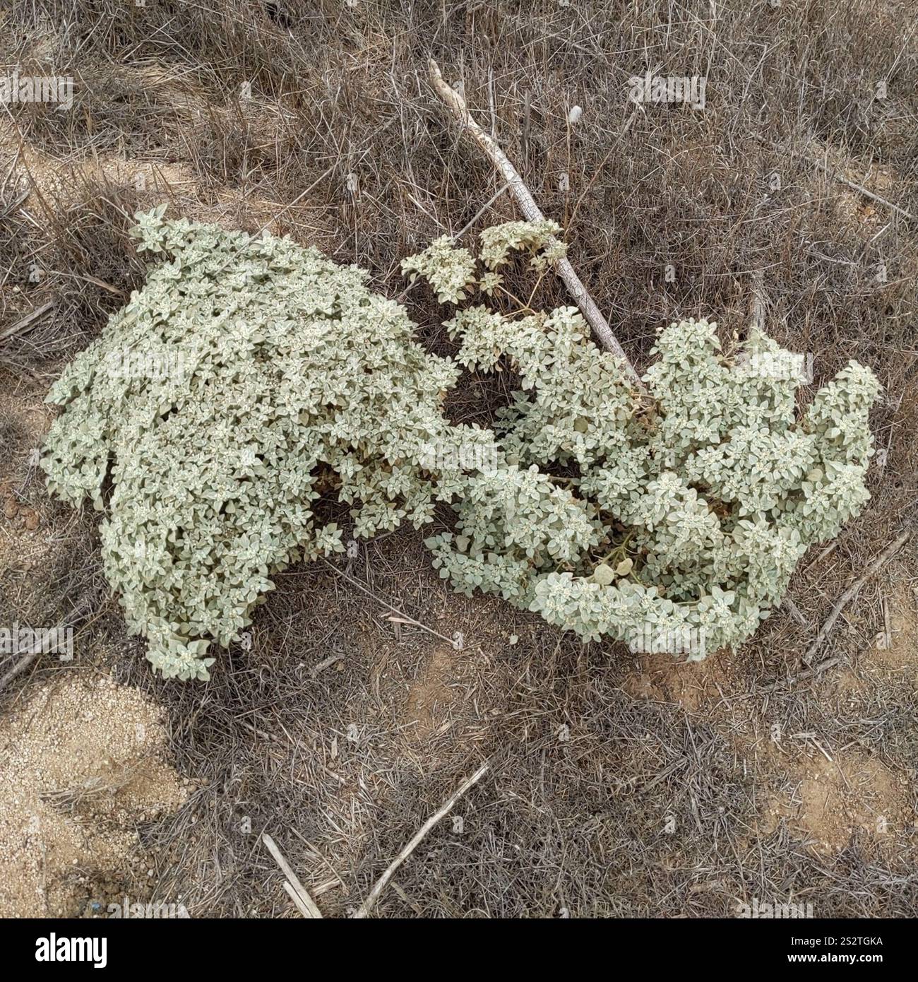 turkey mullein (Croton setiger Stock Photo - Alamy