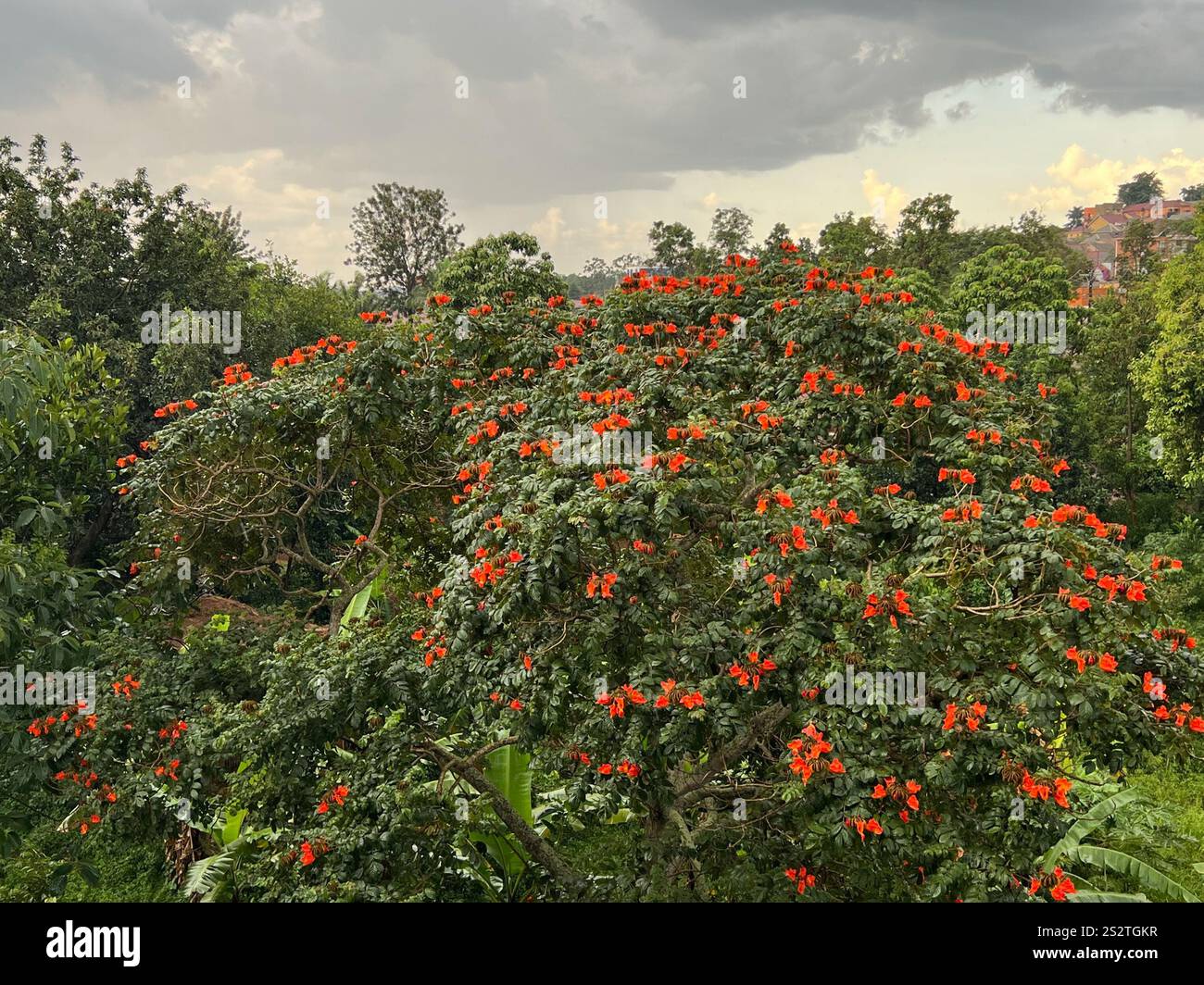 African tulip tree (Spathodea campanulata Stock Photo - Alamy
