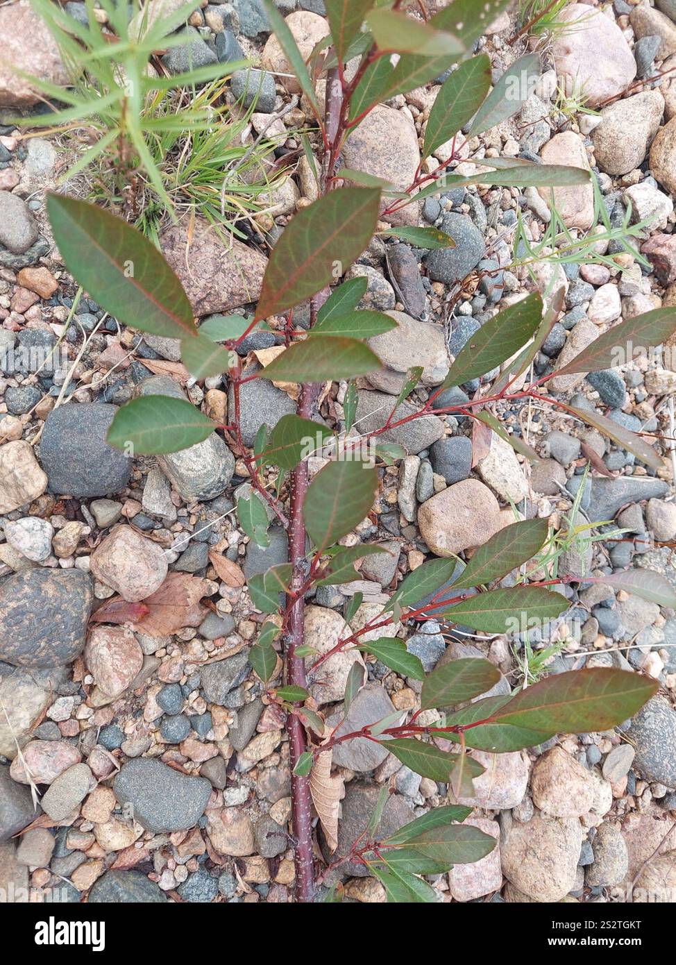 sand cherry (Prunus pumila Stock Photo - Alamy