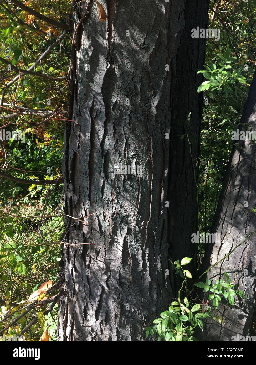 thorny honey locust (Gleditsia triacanthos triacanthos Stock Photo - Alamy