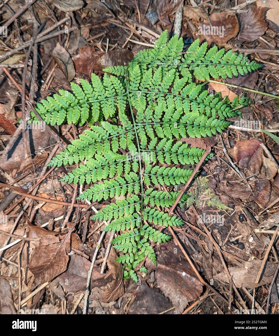 creeping bramble fern (Hypolepis repens Stock Photo - Alamy