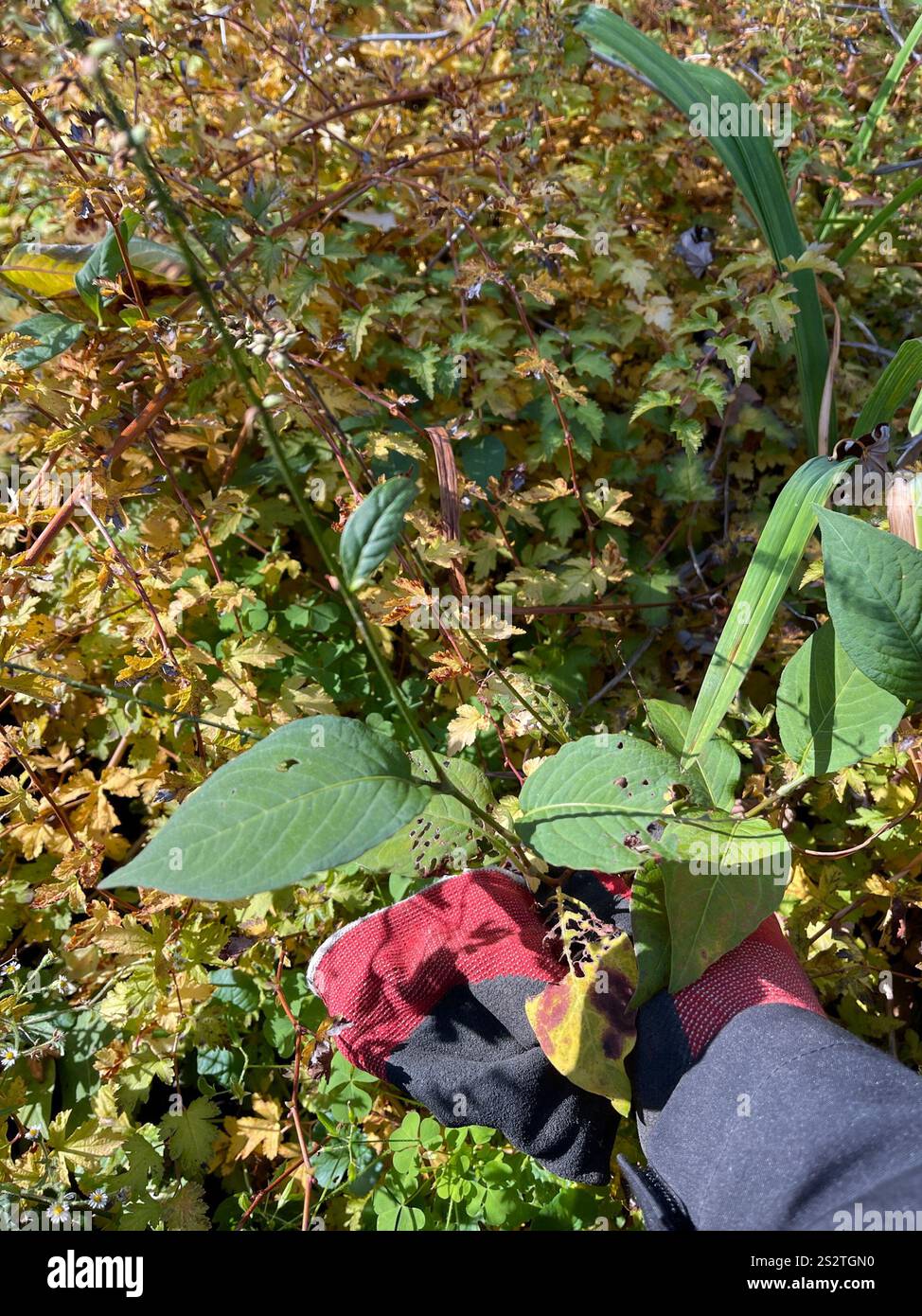 American jumpseed (Persicaria virginiana Stock Photo - Alamy