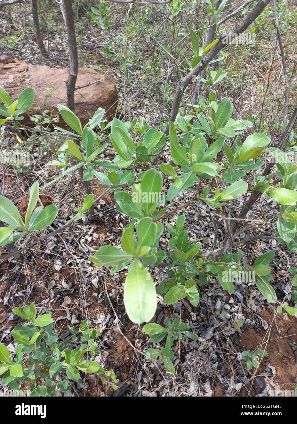 silver terminalia (Terminalia sericea Stock Photo - Alamy