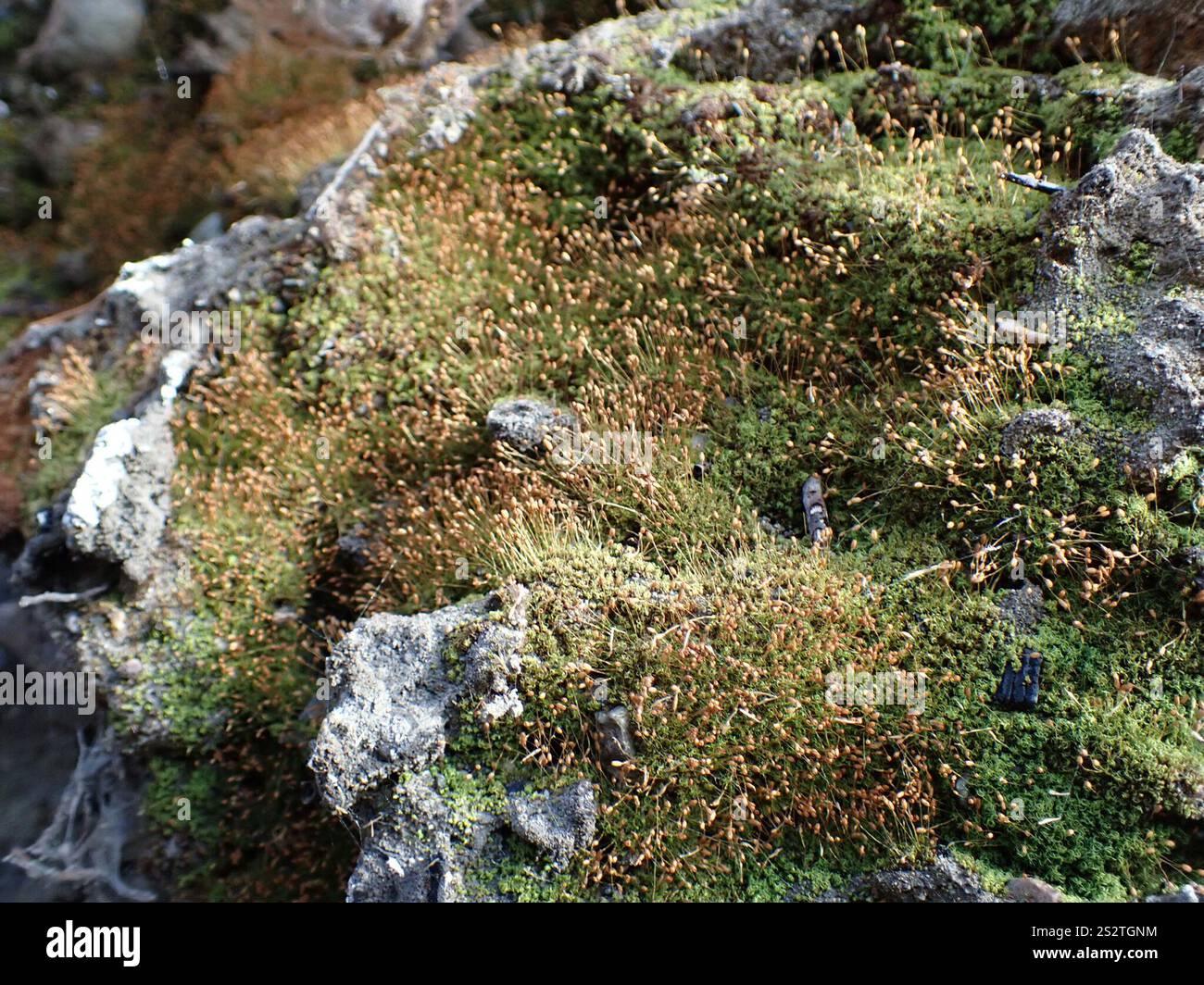 Green-tufted Stubble Moss (Weissia controversa Stock Photo - Alamy