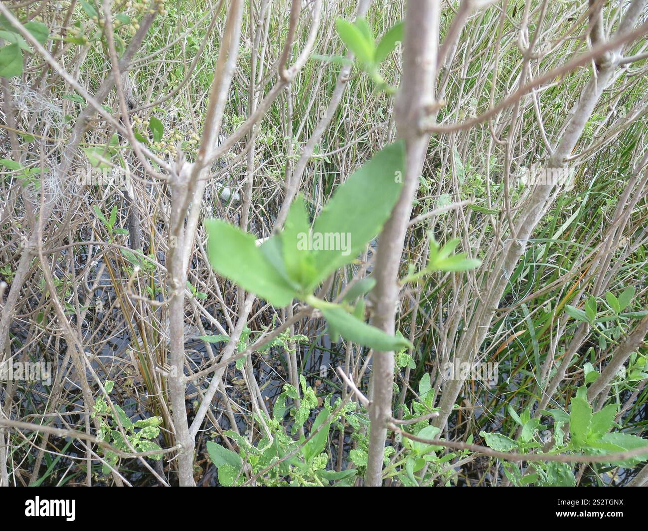 groundsel tree (Baccharis halimifolia Stock Photo - Alamy