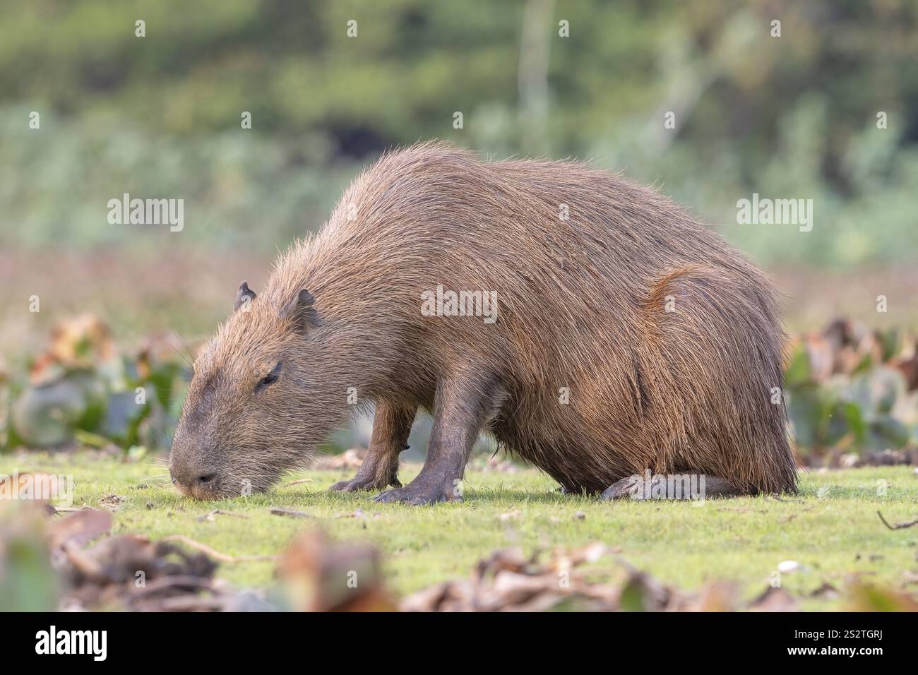 Capybara or capybara (Hydrochoerus hydrochaeris), Pantanal, inland ...