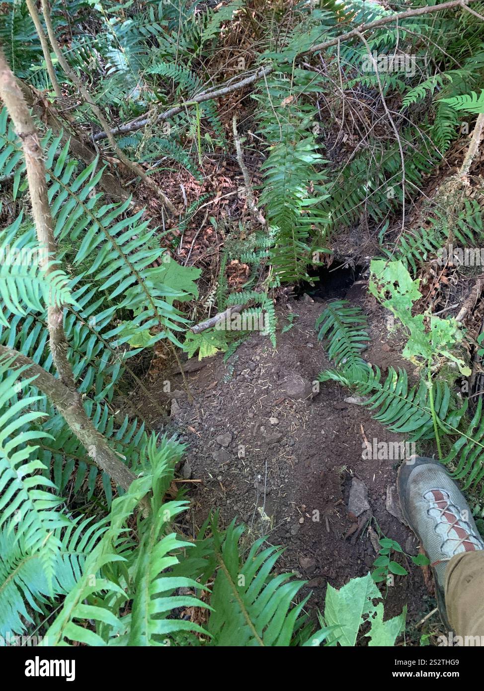 Mountain Beaver (Aplodontia rufa Stock Photo - Alamy