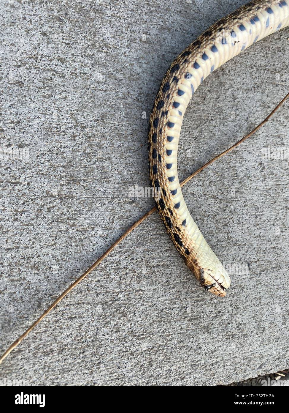 Pacific Gopher Snake (Pituophis catenifer catenifer Stock Photo - Alamy