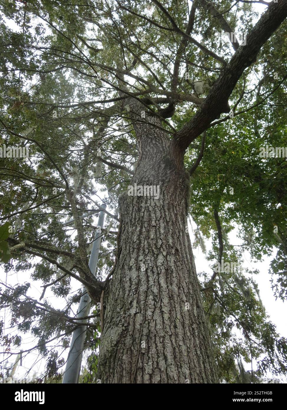 southern red oak (Quercus falcata Stock Photo - Alamy