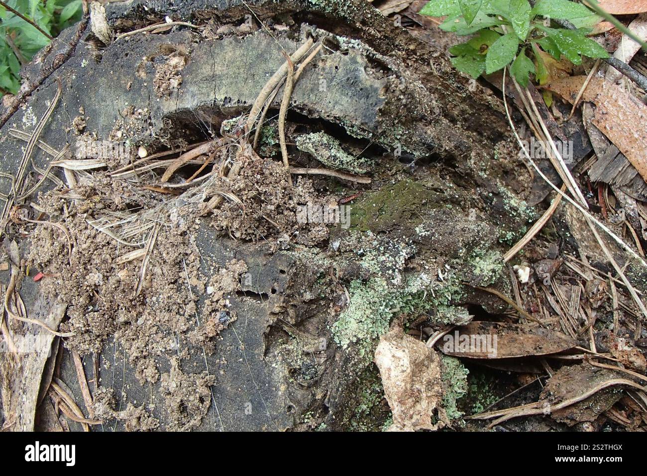 Blue Mountains Funnel-web Spider (Hadronyche versuta Stock Photo - Alamy