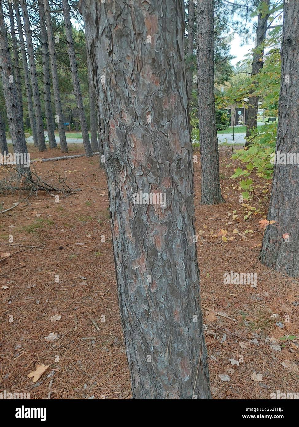 red pine (Pinus resinosa Stock Photo - Alamy