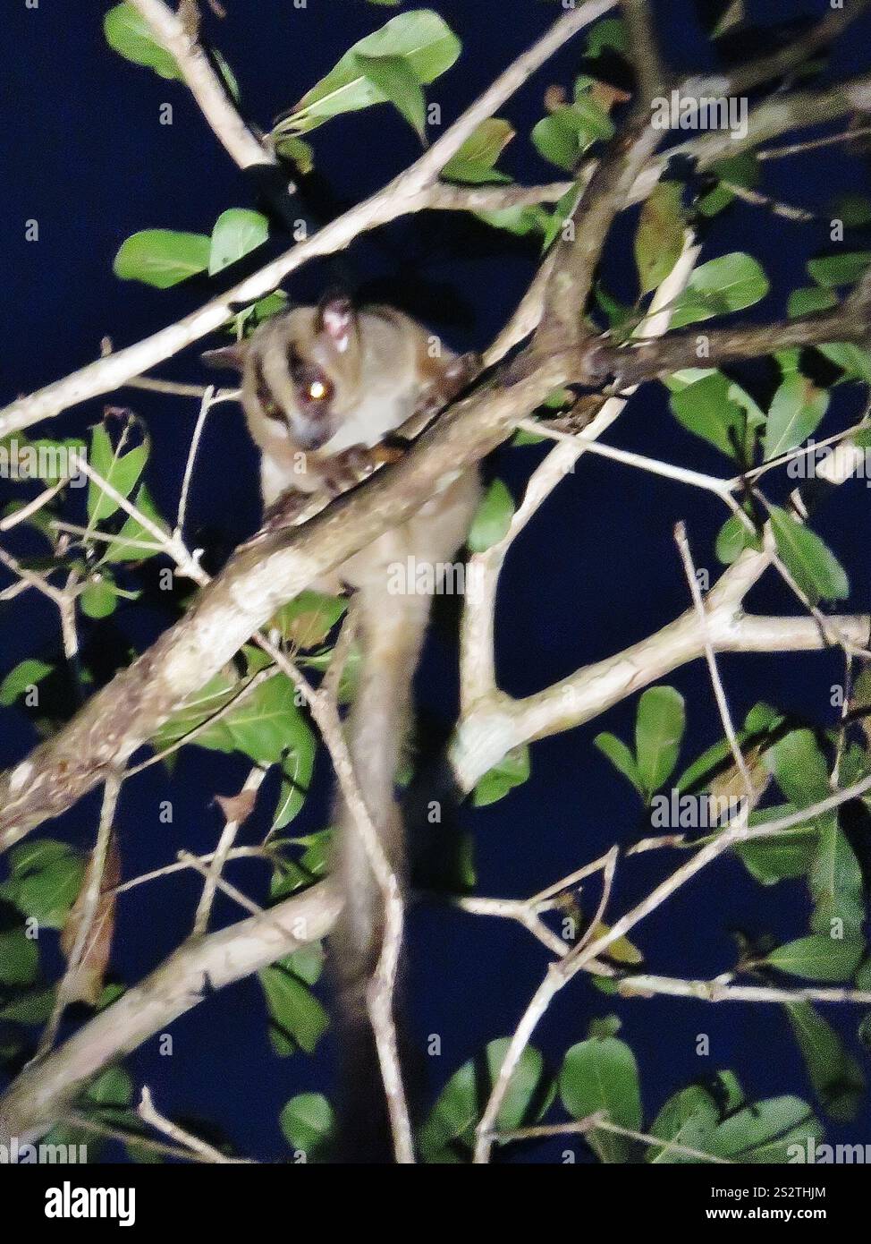 Pale Fork-marked Lemur (Phaner pallescens Stock Photo - Alamy