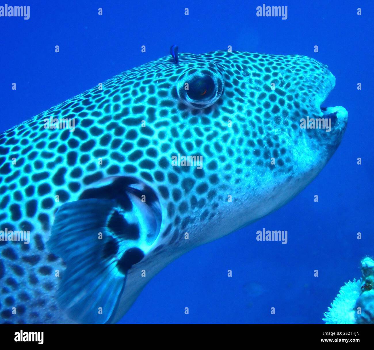 Starry Puffer (Arothron stellatus Stock Photo - Alamy