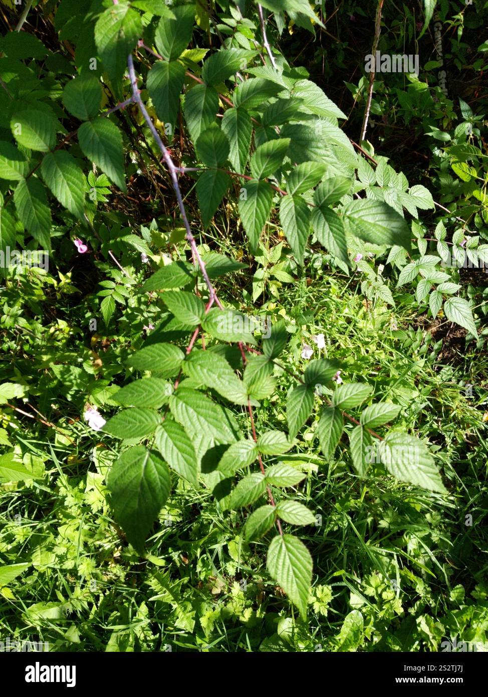 Rubus cockburnianus hi-res stock photography and images - Alamy