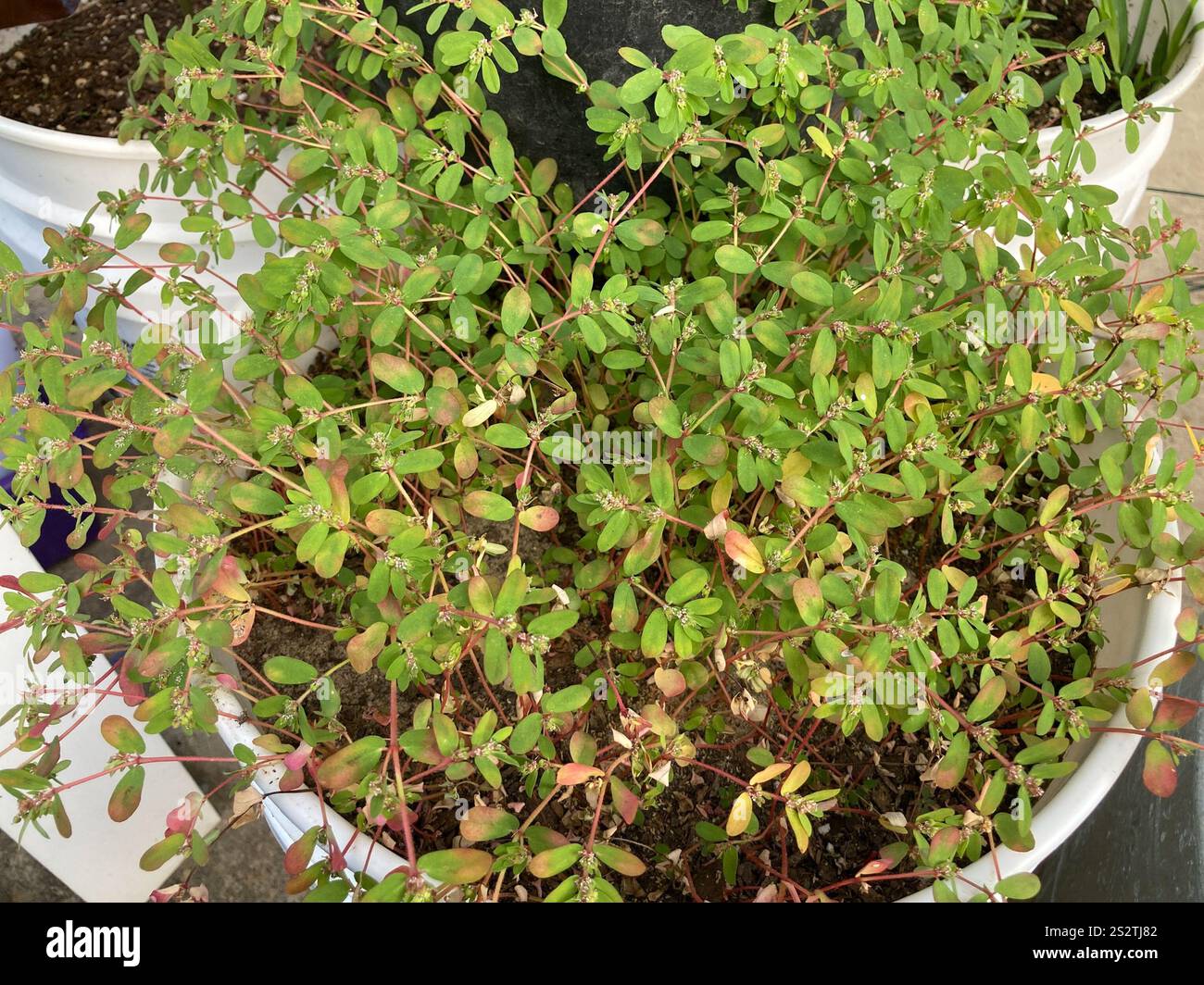 Spreading Broomspurge (Euphorbia humistrata Stock Photo - Alamy