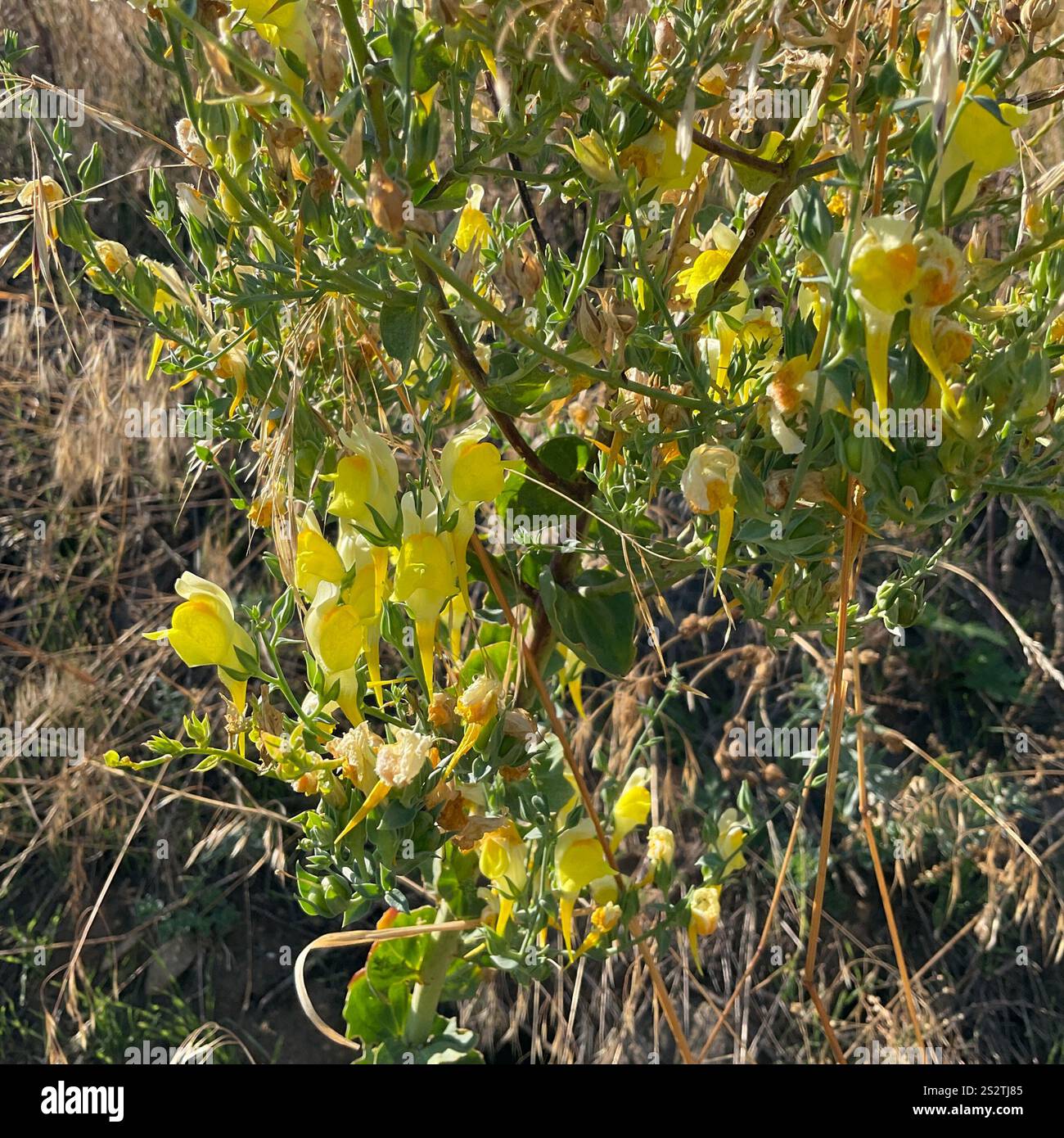 Balkan toadflax (Linaria dalmatica Stock Photo - Alamy